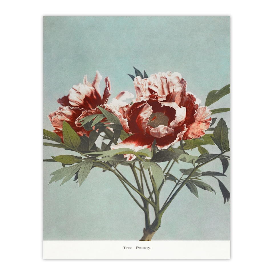 Ogawa Kazumasa Framed Wall Art Print Tree Peonies Pink Flower Blooms ...