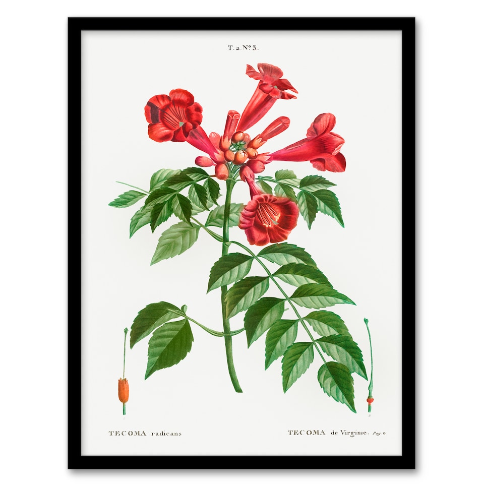 Pierre Joseph Redoute Framed Wall Art Print Trumpet Vine Flowers Home ...