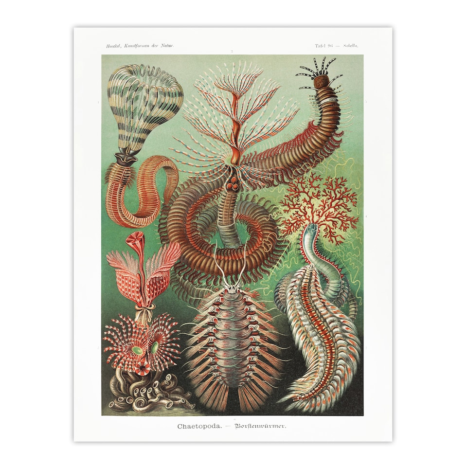 Chaetopoda Marine Worms Haeckel Botanical Wall Art Poster Print 12X16 ...