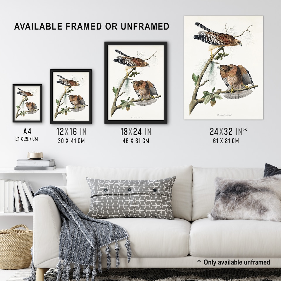 Red Shouldered Hawk Audubon Nature Wall Art Poster Print 12X16" - Tesco ...