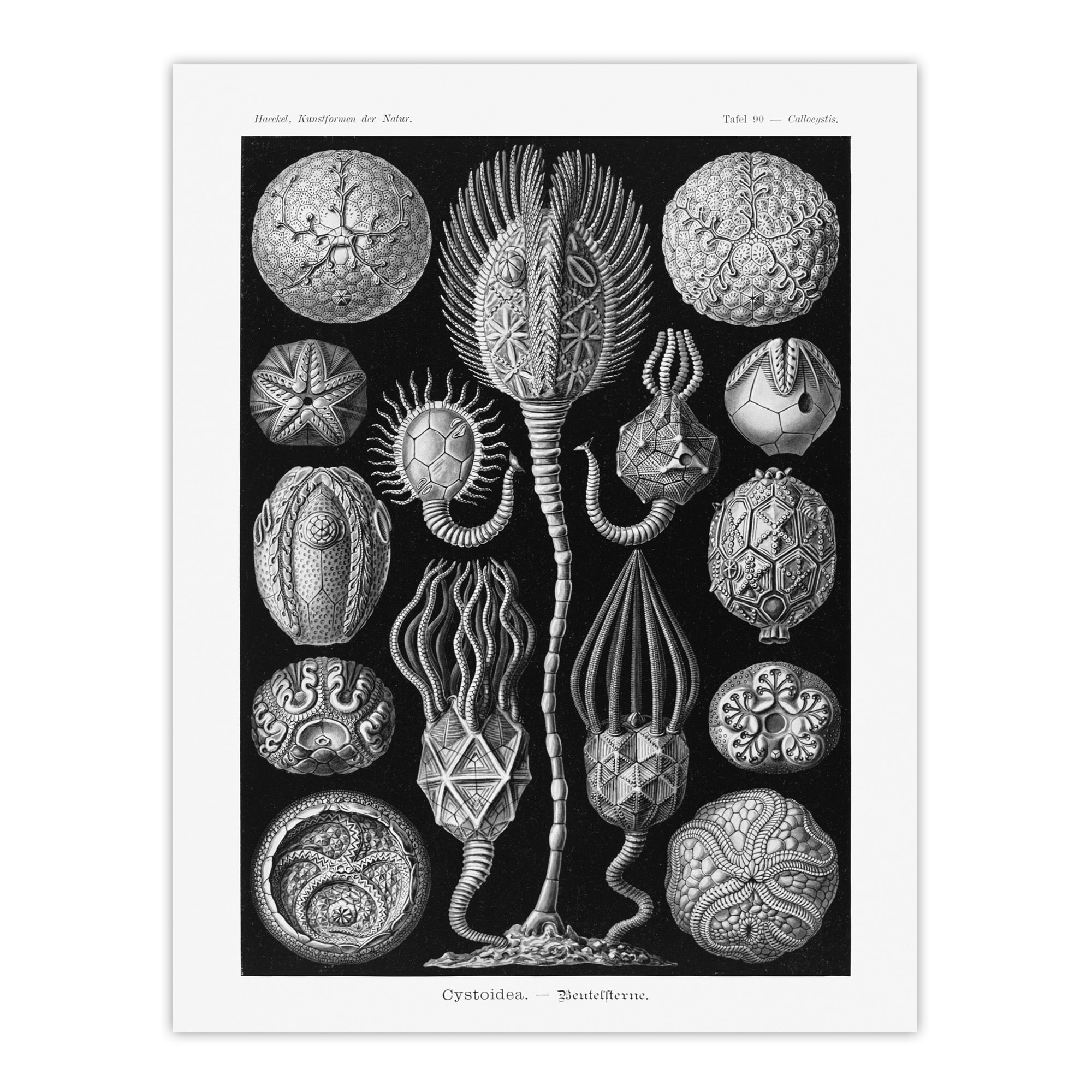 Cystoidea Pouch Stars Marine Life Haeckel Huge Wall Art Print 18X24 In ...