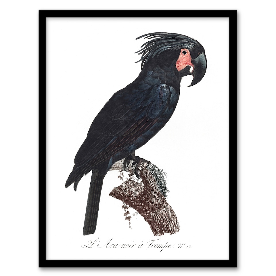 Black Palm Cockatoo Parrot Levaillant Framed Wall Art Print 12X16 ...