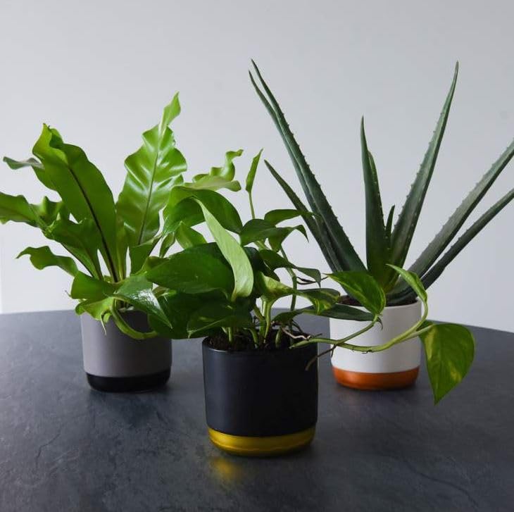 De-humidifying Houseplant Collection - 12cm Potted Plants x 3 - Tesco ...
