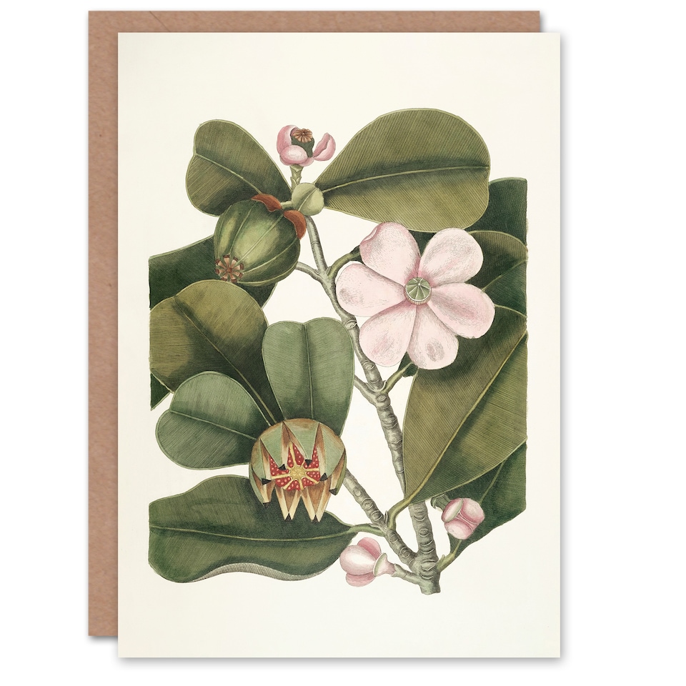 Mark Catesby Art Card Balsam Tree Flower Vintage Botanical - Tesco ...