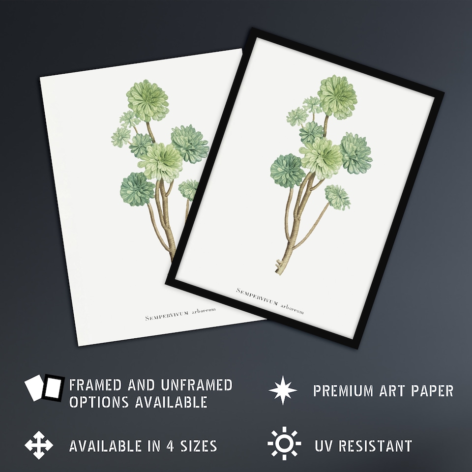 Tree Houseleek Succulent Redoute Vintage Huge Wall Art Print 18X24 In ...