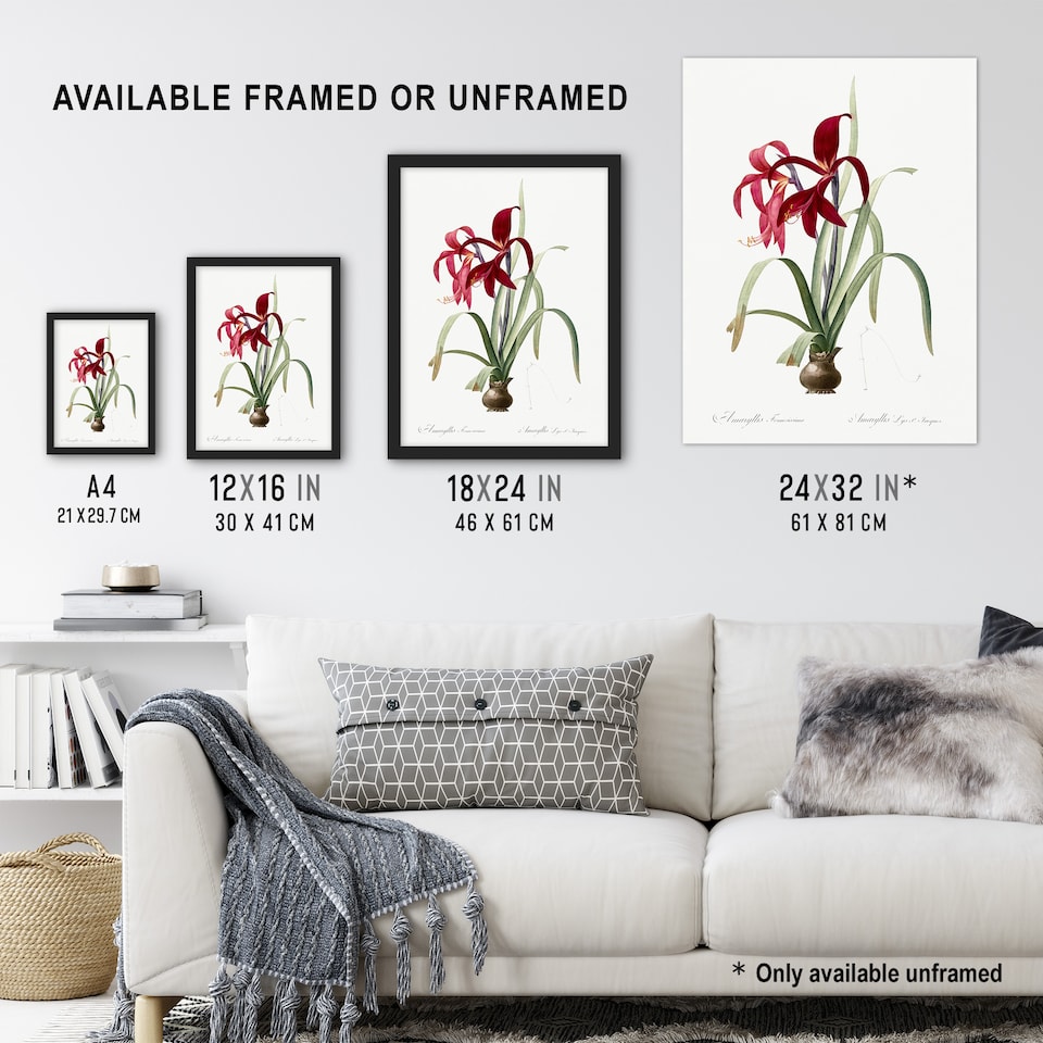 Aztec Lily Botanical Redoute Vintage Huge Wall Art Poster Print 24X32 ...