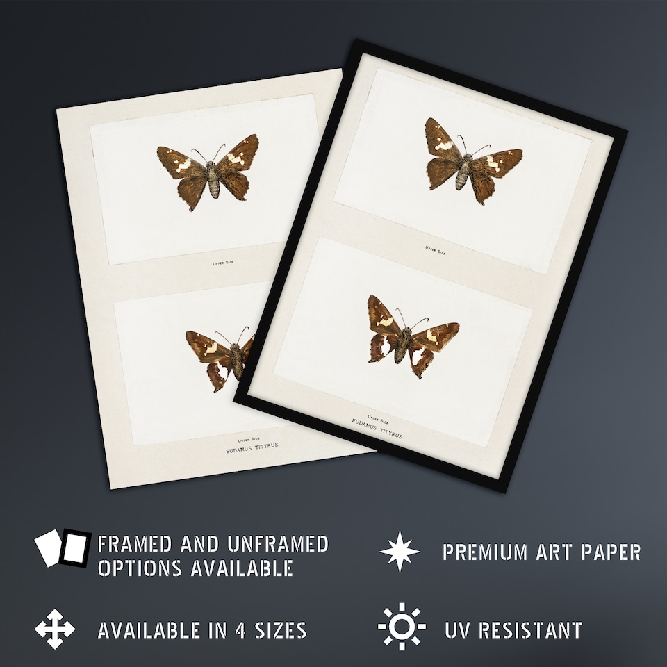 Silver Spotted Skipper Butterfly Denton Framed Wall Art Print 12X16 ...