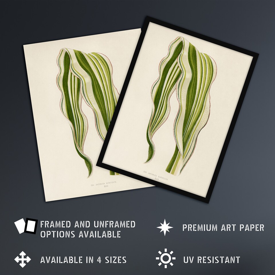 Vintage Botanical Striped Maize Corn Leaf Fawcett Huge Wall Art Poster ...