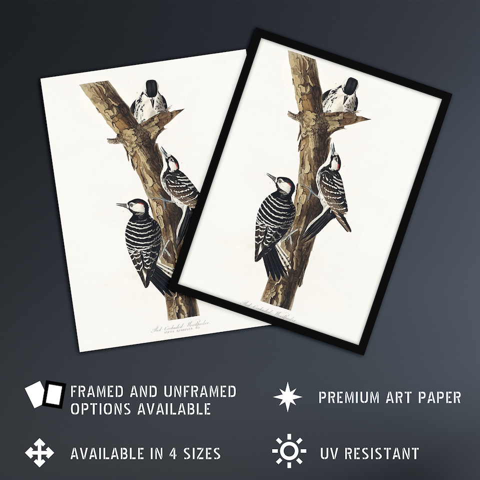 Red Cockaded Woodpecker Audubon Nature Framed Wall Art Print 12X16 ...