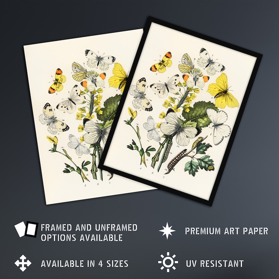 Caterpillars and Butterflies Kirby Vintage Framed Wall Art Print 12X16 ...
