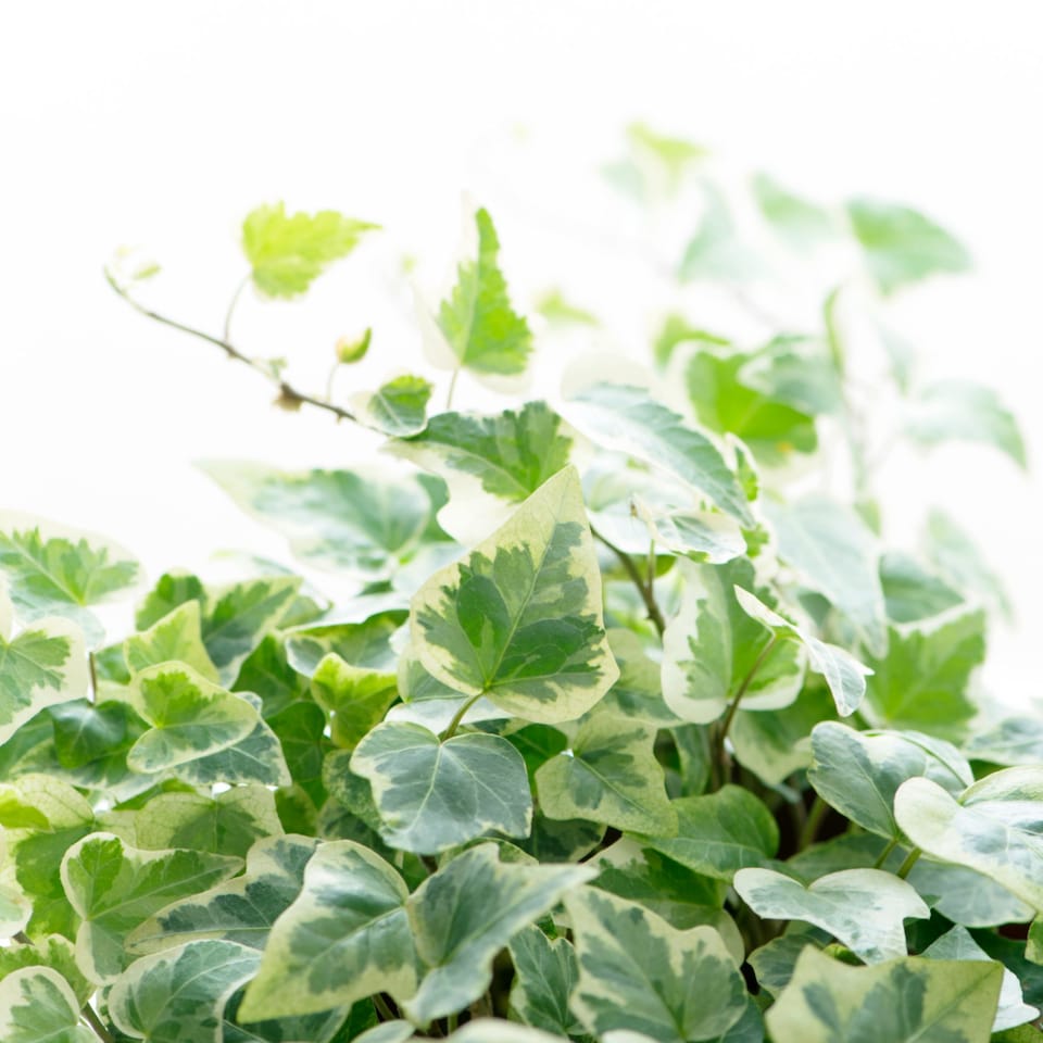 English Ivy Gold Variegated Climbing Plants 3 Pack 10.5cm | Multi ...
