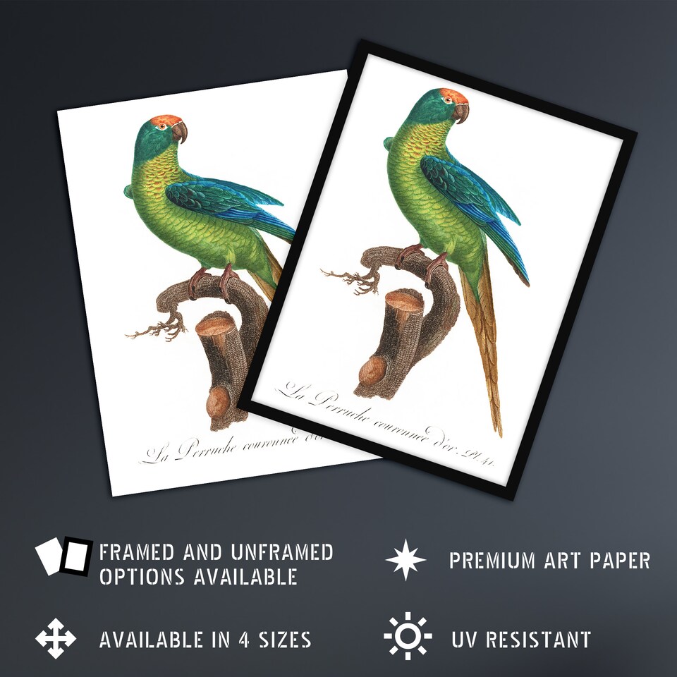 The Peach Fronted Parakeet Levaillant Wall Art Poster Print 12X16 ...