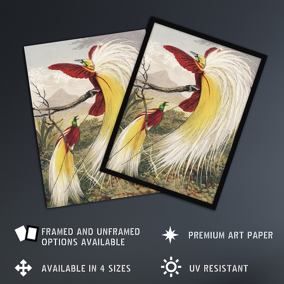 Bird Paradise Exotic B. Fawcett Vintage Wall Art Poster Print 12X16 ...