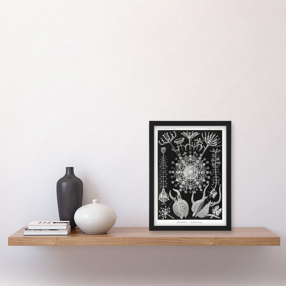 Ernst Haeckel Framed Wall Art Phaeodaria Marine Life Illustration Home ...