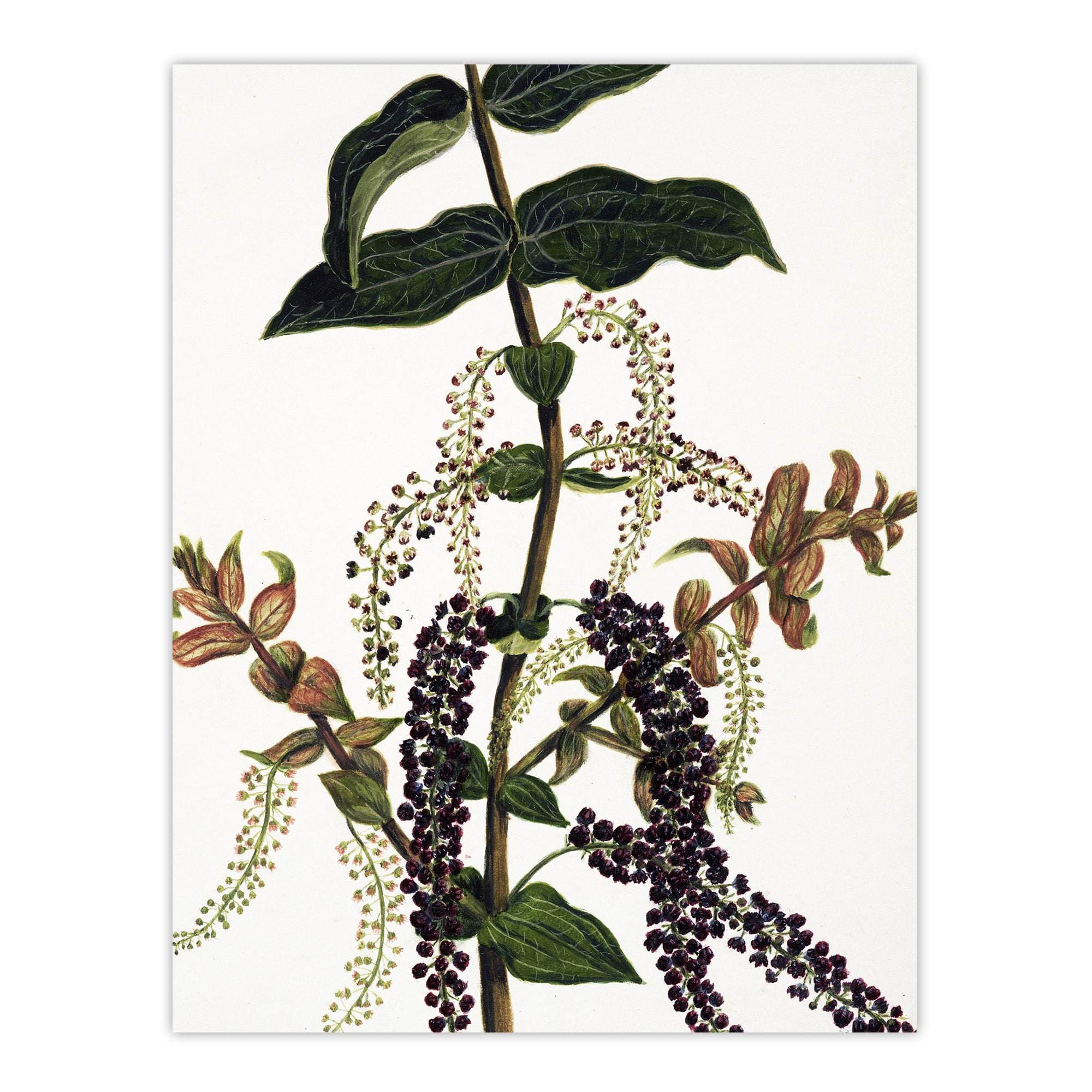 New Zealand Tutu Plant Vintage Artwork Featon Huge Wall Art Poster ...