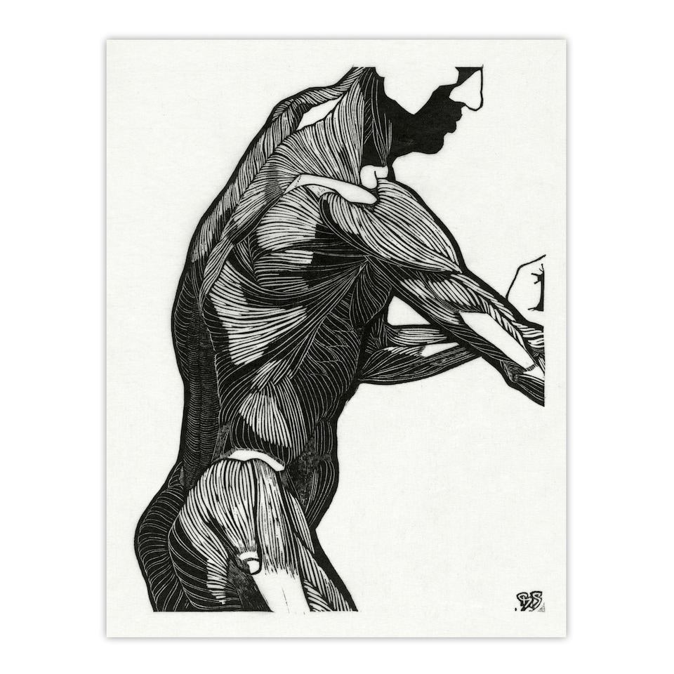 Anatomical study of mans lateral muscles Stolk Huge Wall Art Poster ...