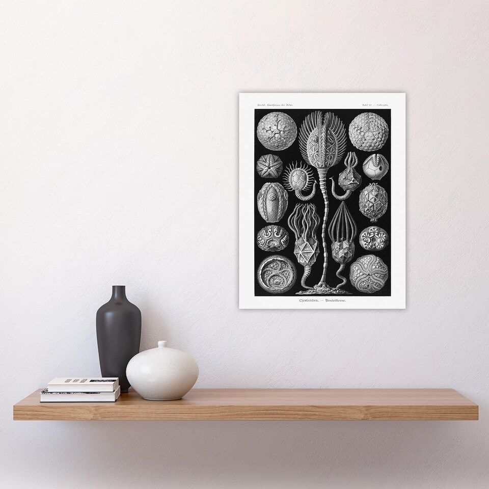 Cystoidea Pouch Stars Marine Life Haeckel Wall Art Poster Print 12X16 ...