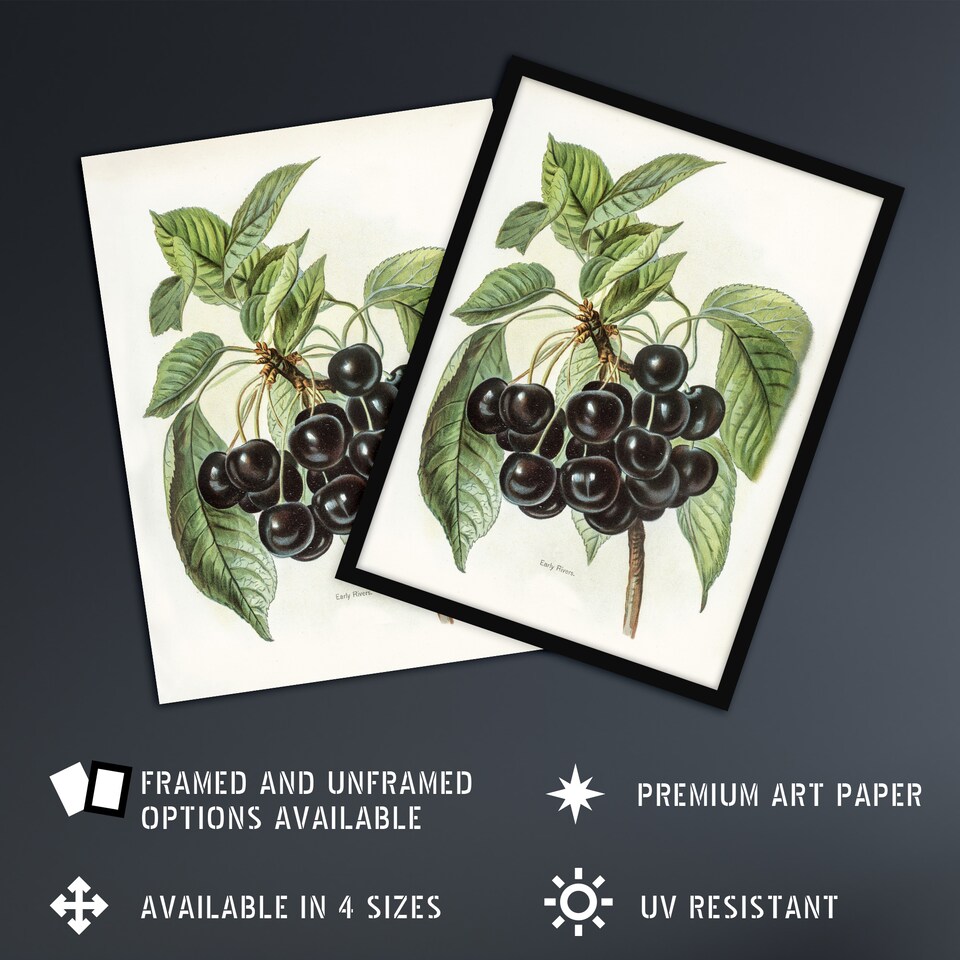 Vintage Artwork of Early Rivers Cherries Wright Wall Art Poster Print ...