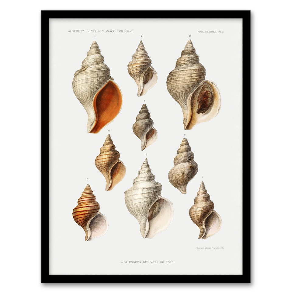 Vintage Marine Life Molluscs from the Northen Sea Framed Wall Art Print ...