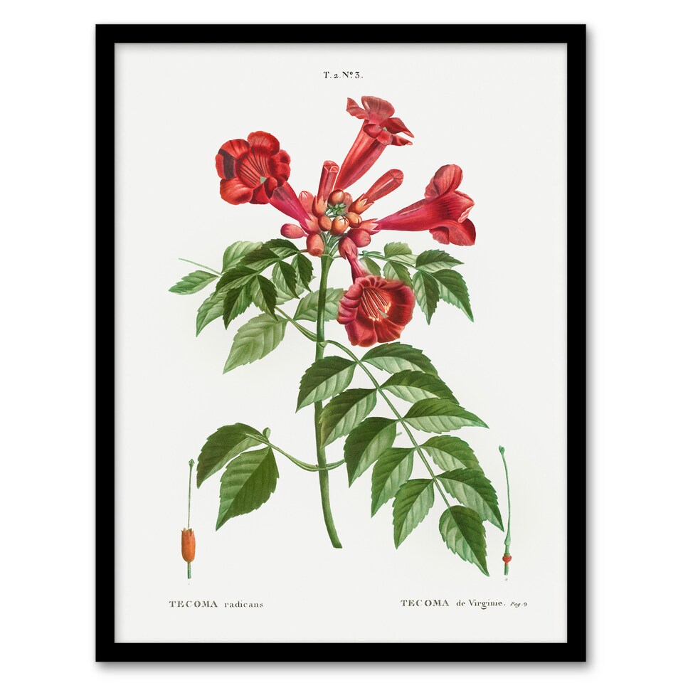 Trumpet Vine Flowers Redoute Vintage Framed Wall Art Print 12X16 ...