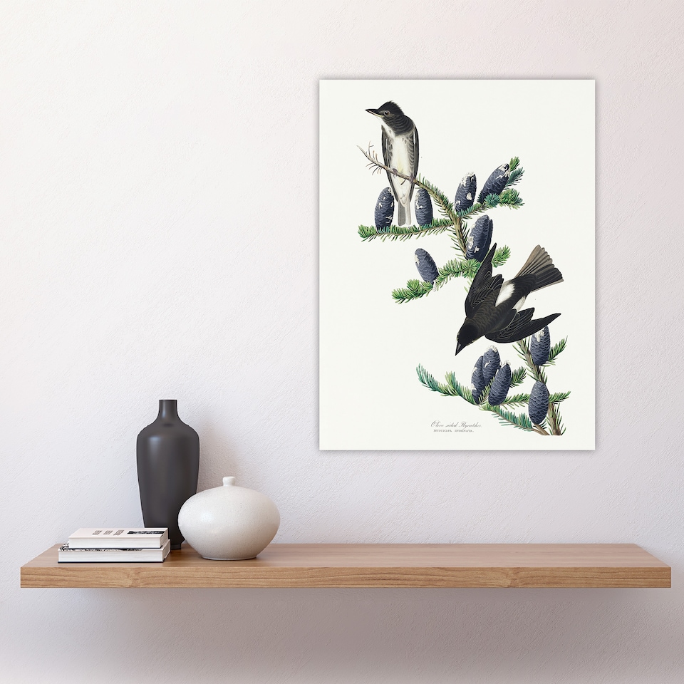 Olive Sided Flycatcher Bird on Fir Tree Audubon Huge Wall Art Print ...