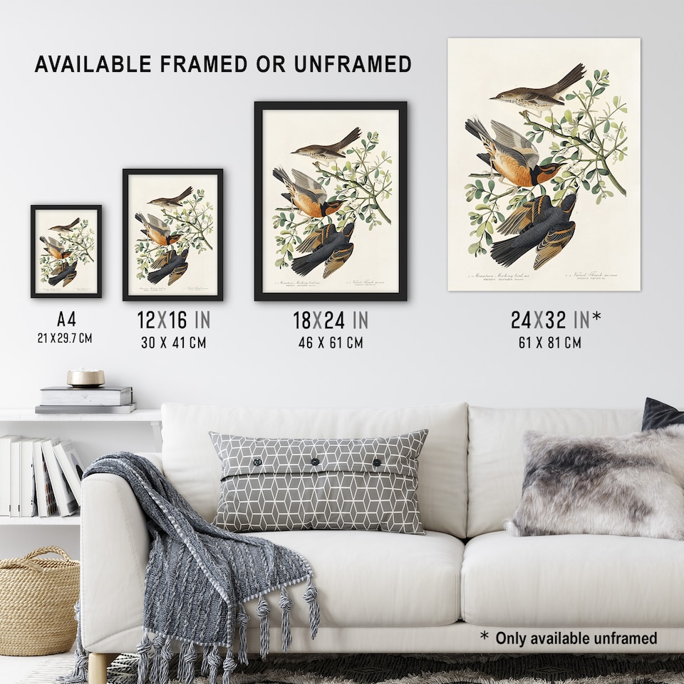 Mountain Mocking Bird and Thrush Audubon Nature Huge Wall Art Poster ...