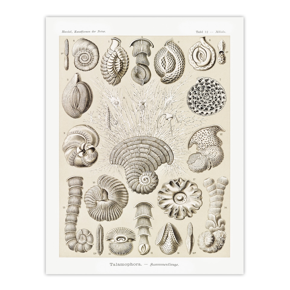 Haeckel Framed Wall Art Talamophora Vintage Marine Life Illustration ...