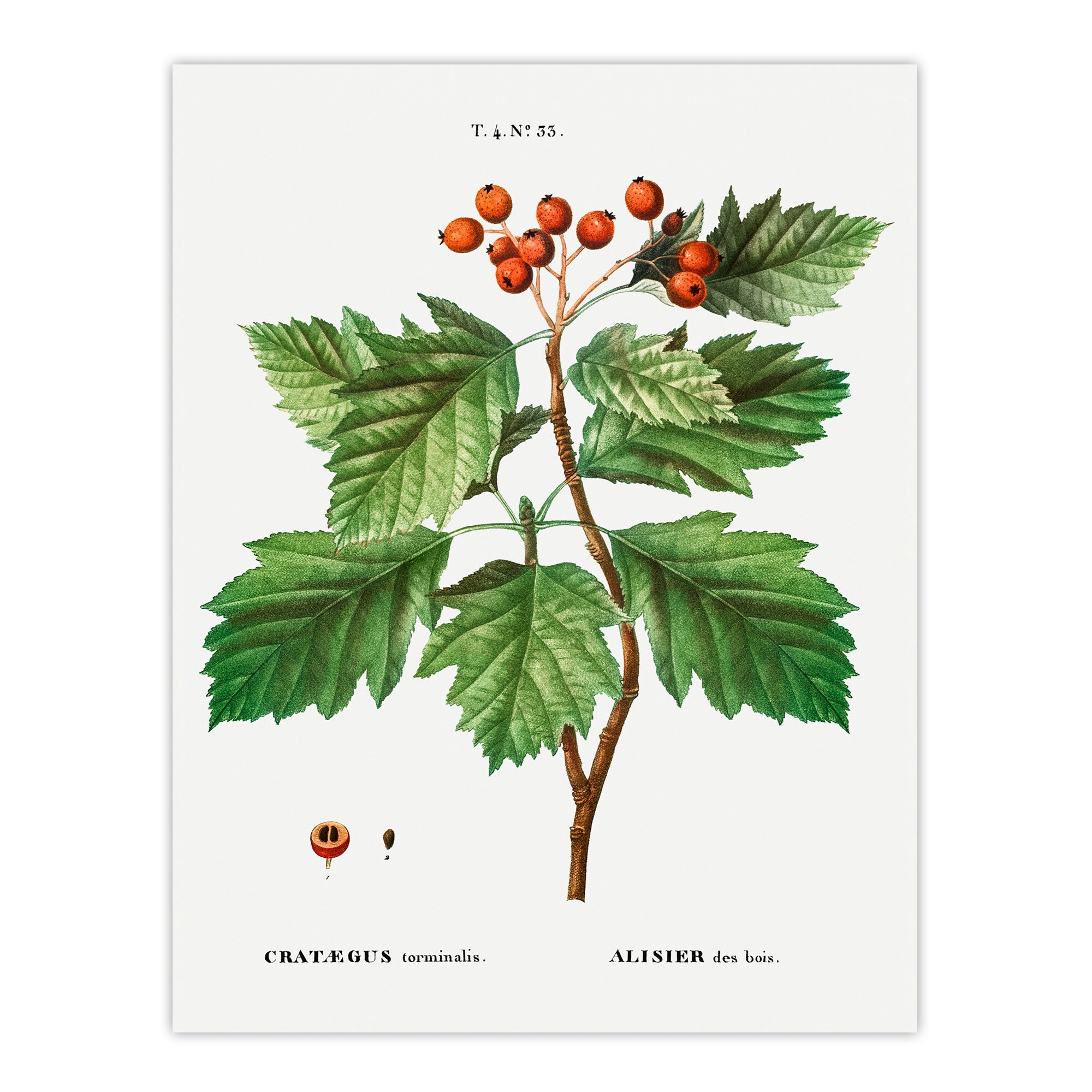 Hawthorn Botanical Illustration Redoute Vintage Huge Wall Art Print ...