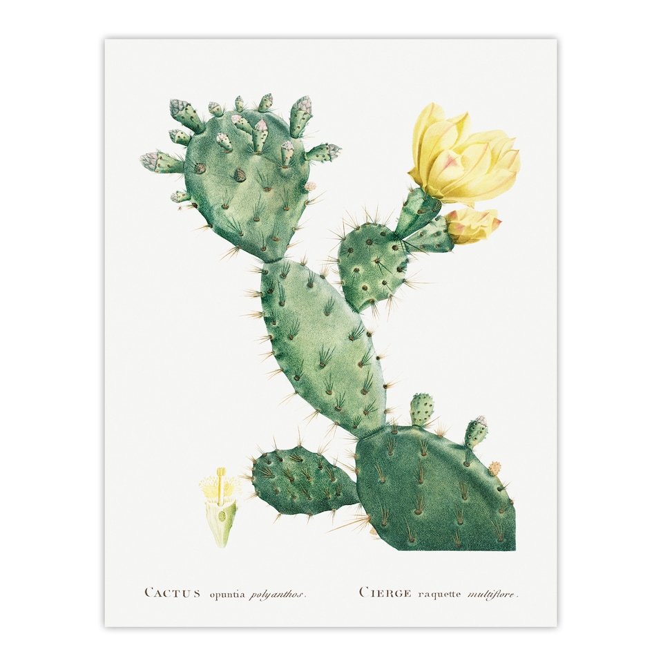 Pierre Joseph Redoute Framed Wall Art Print Opuntia Polyanthos Cactus ...