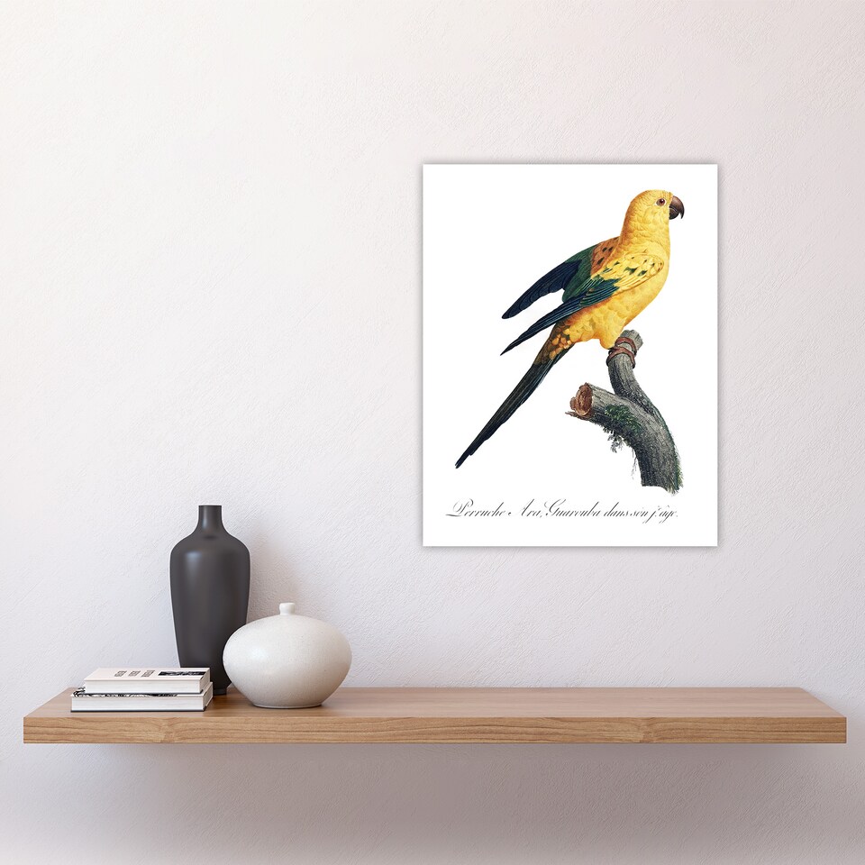 Female Sun Parakeet Bird Francois Levaillant Wall Art Poster Print ...