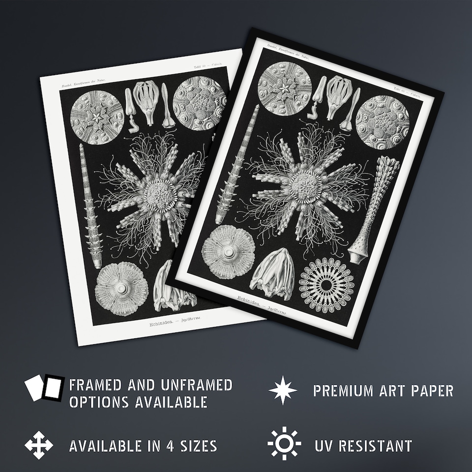Sea Urchin Ocean Beach Haeckel Botanical Framed Wall Art Print 12X16 ...