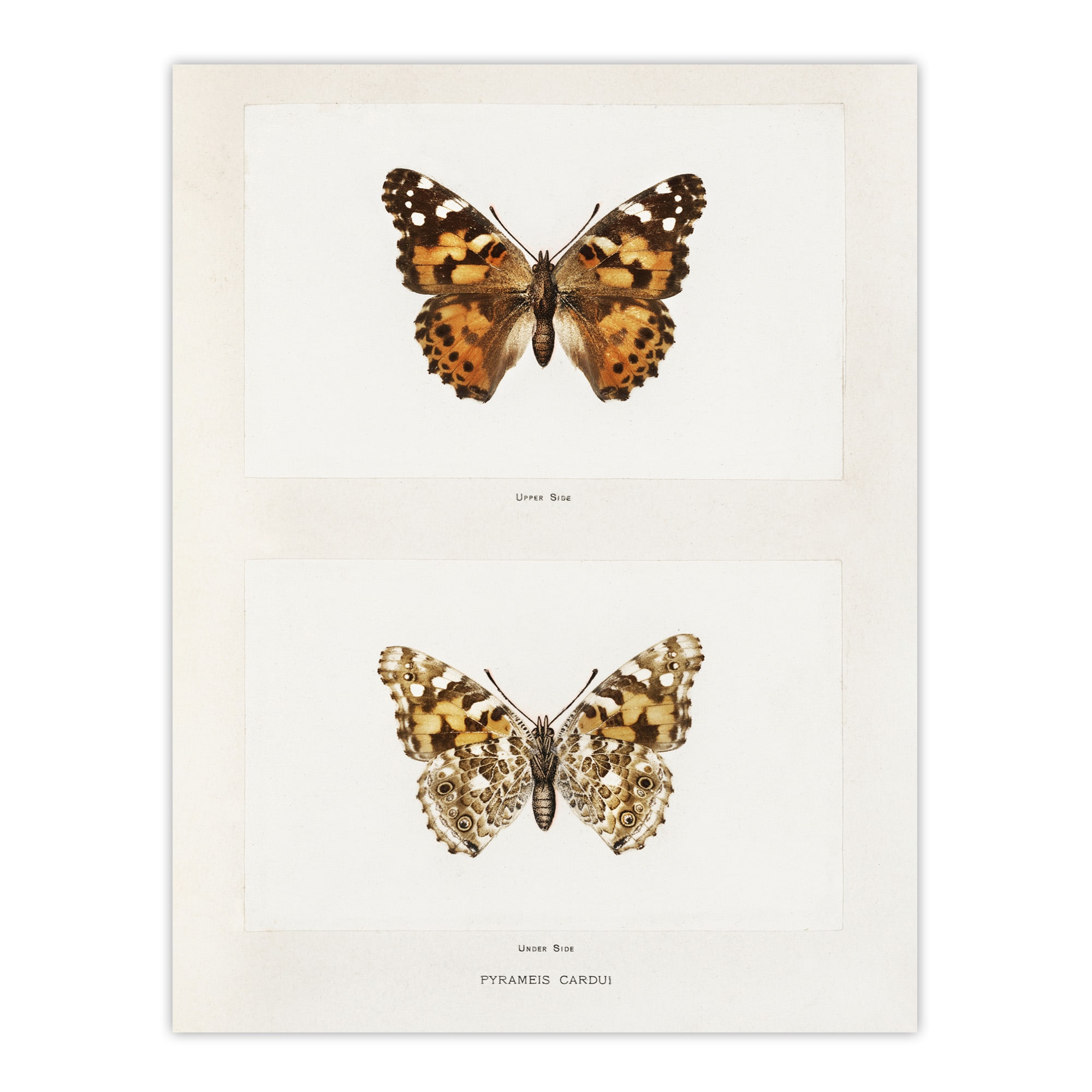 Painted Lady Butterfly Vintage Artwork Denton Huge Wall Art Print 18X24 ...