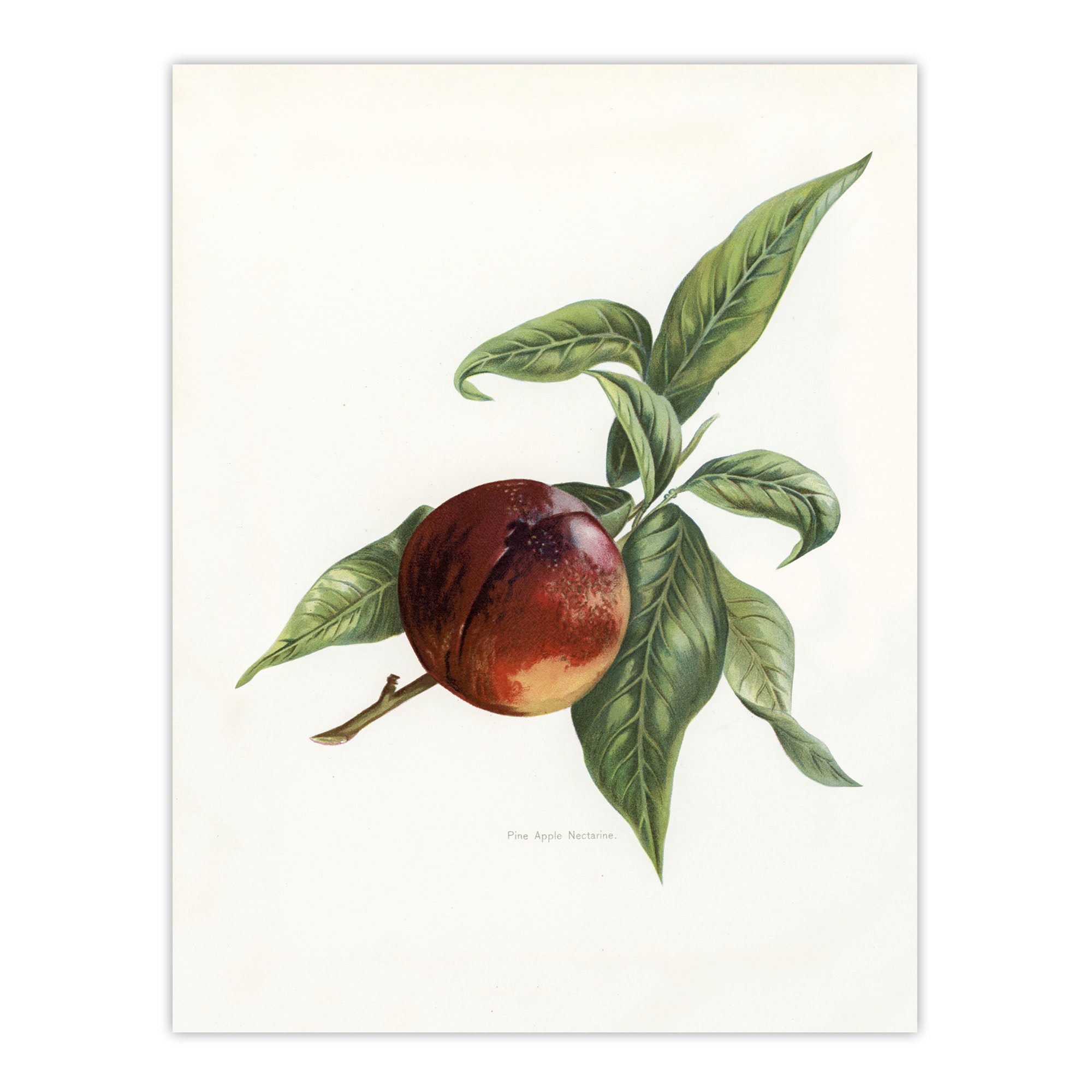 Vintage Artwork of Pine Apple Nectarine Wright Huge Wall Art Poster ...