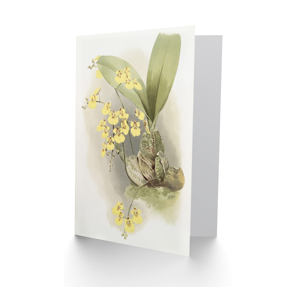 Frederick Sander Turtle Shell Orchid Flowers Art Greeting Card - Tesco ...