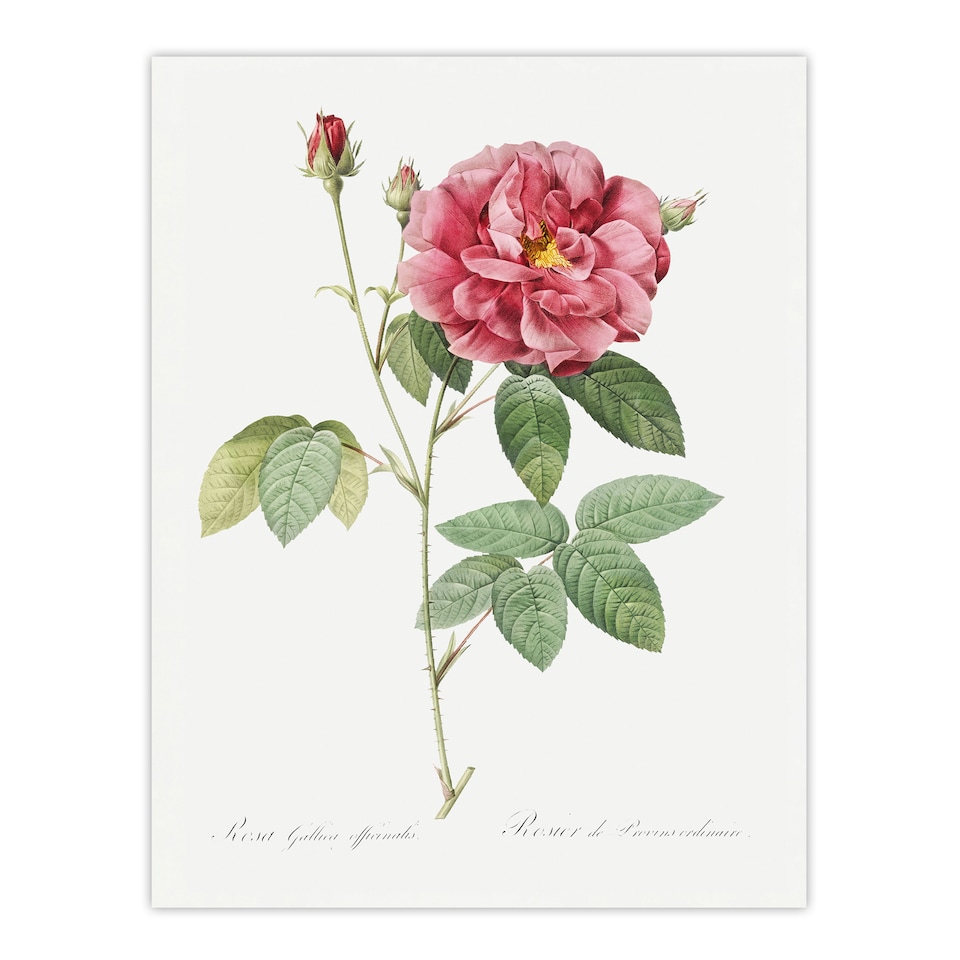 French Rose Illustration Redoute Vintage Huge Wall Art Print 18X24 In ...