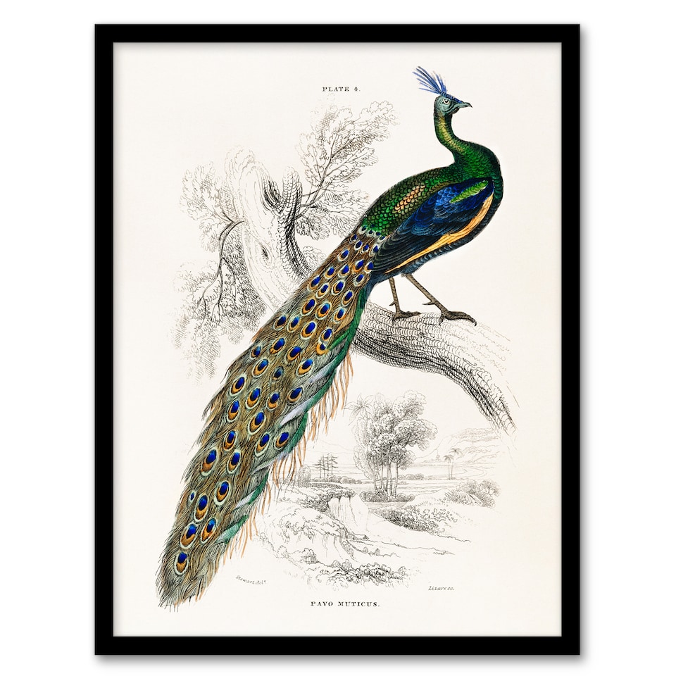 Sir William Jardine Framed Wall Art Print Male Peafowl Peacock Home ...