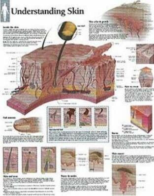 Understanding Skin Laminated Poster Poster Book - Tesco Groceries