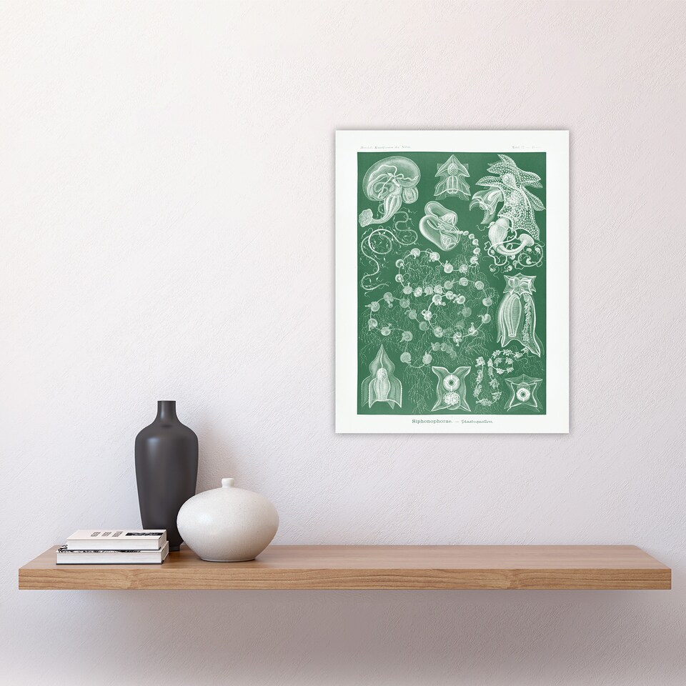 Siphonophorae Vintage Marine Haeckel Botanical Wall Art Poster Print ...
