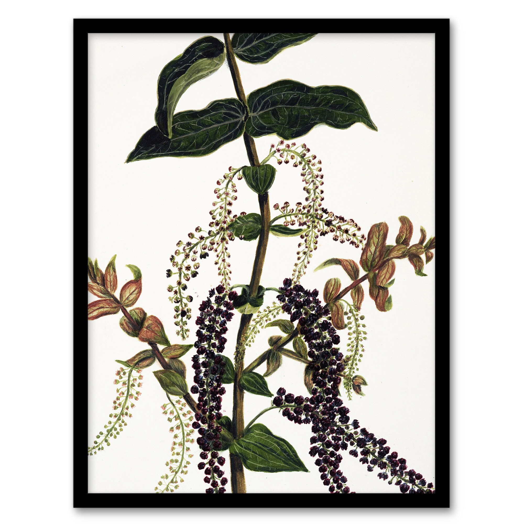New Zealand Tutu Plant Vintage Artwork Featon Framed Wall Art Print ...