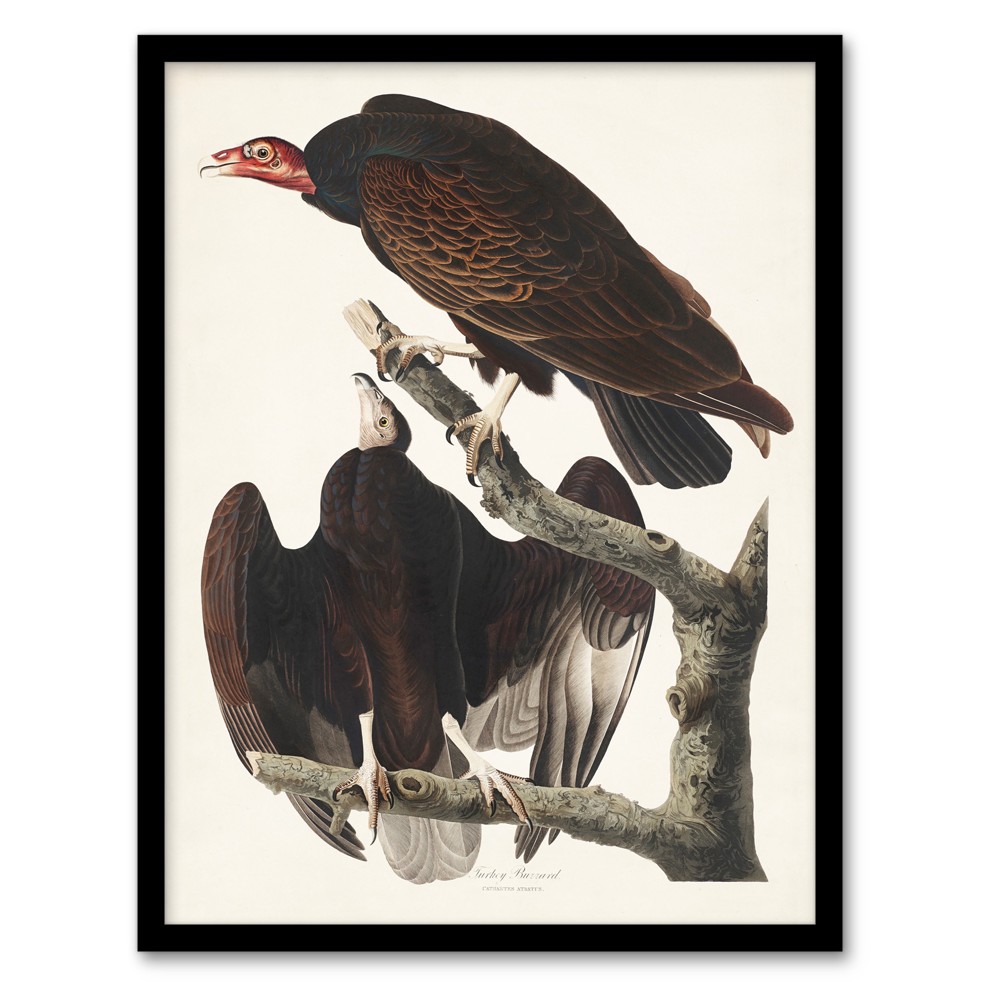 John James Audubon Framed Wall Art Print Turkey Buzzard Vulture Home ...