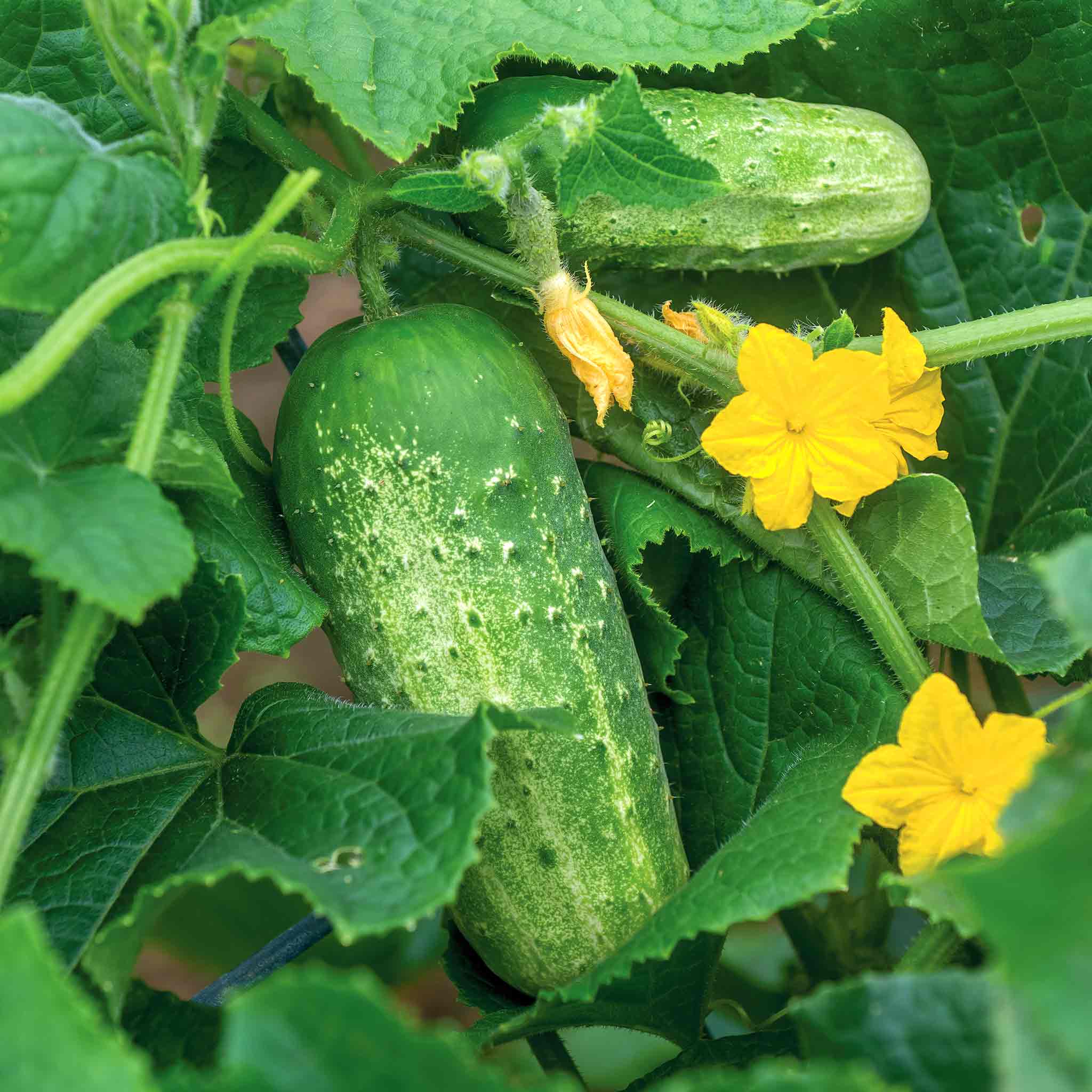 Marshalls Garden Cucumber Seeds 'Picklebush' | Green | Seeds - Tesco ...