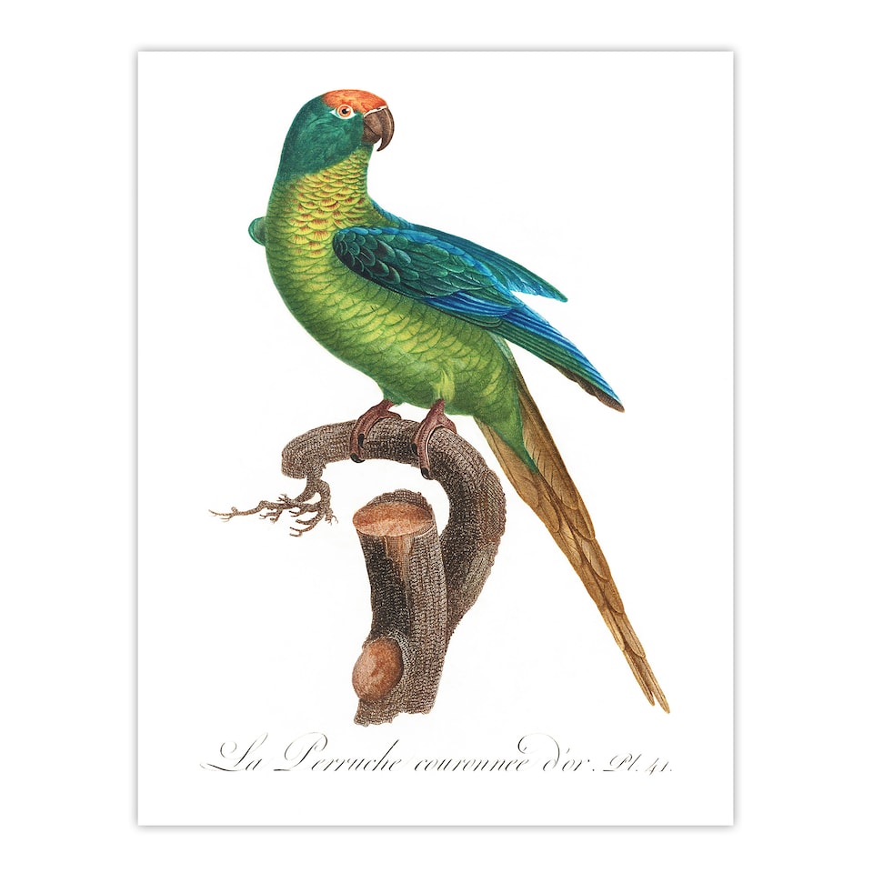 The Peach Fronted Parakeet Levaillant Wall Art Poster Print 12X16 ...