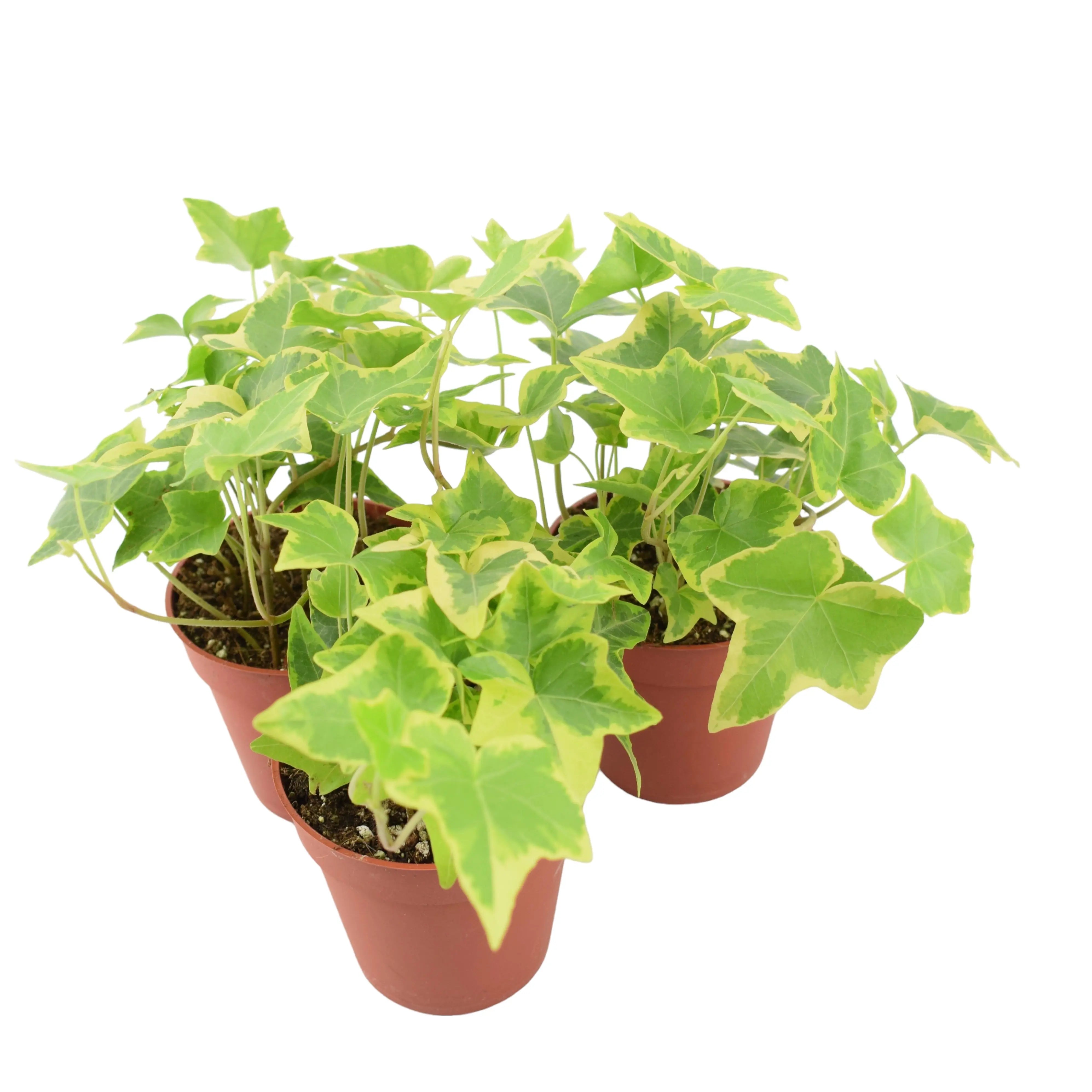 Ivy (Hedera) Trailing Gold Golden Variegated 9cm Pot Evergreen ...
