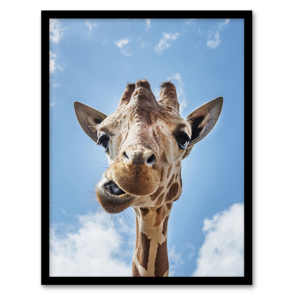 Funny up close look at a giraffe Highsmith Framed Wall Art Print 12X16 ...