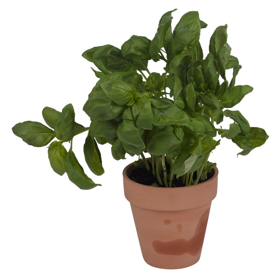 Terracotta Plant Pots with Drainage Hole Garden Flowers Classic Design ...