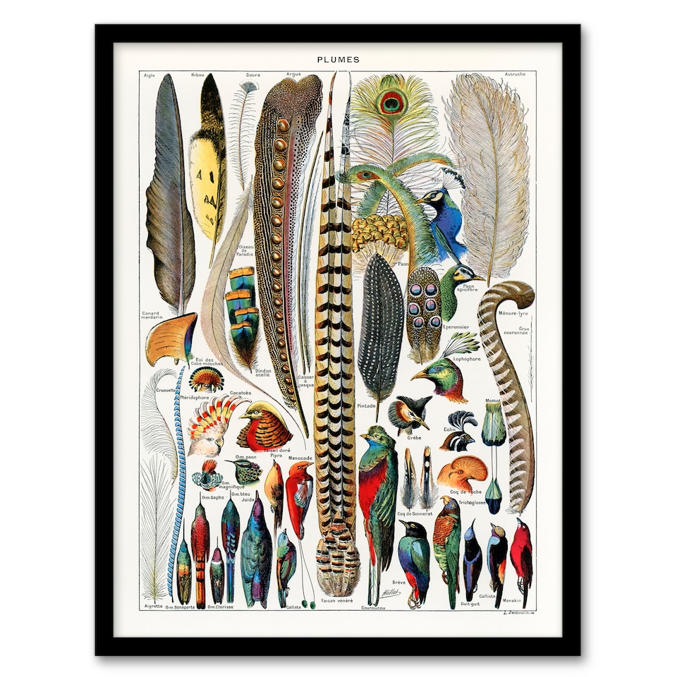 Adolphe Millot Framed Wall Art Print Plumes Exotic Bird Feathers Home ...