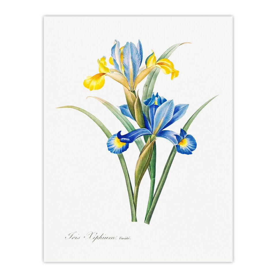 Redoute Framed Wall Art Spanish iris Vintage Botanical Illustration ...