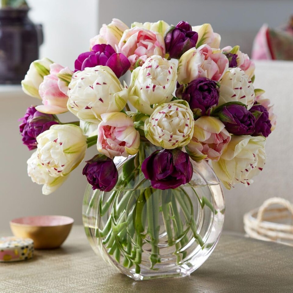 Tulip Double Flowering Mix Luxurious Pastel Peony-Like Blooms Late ...