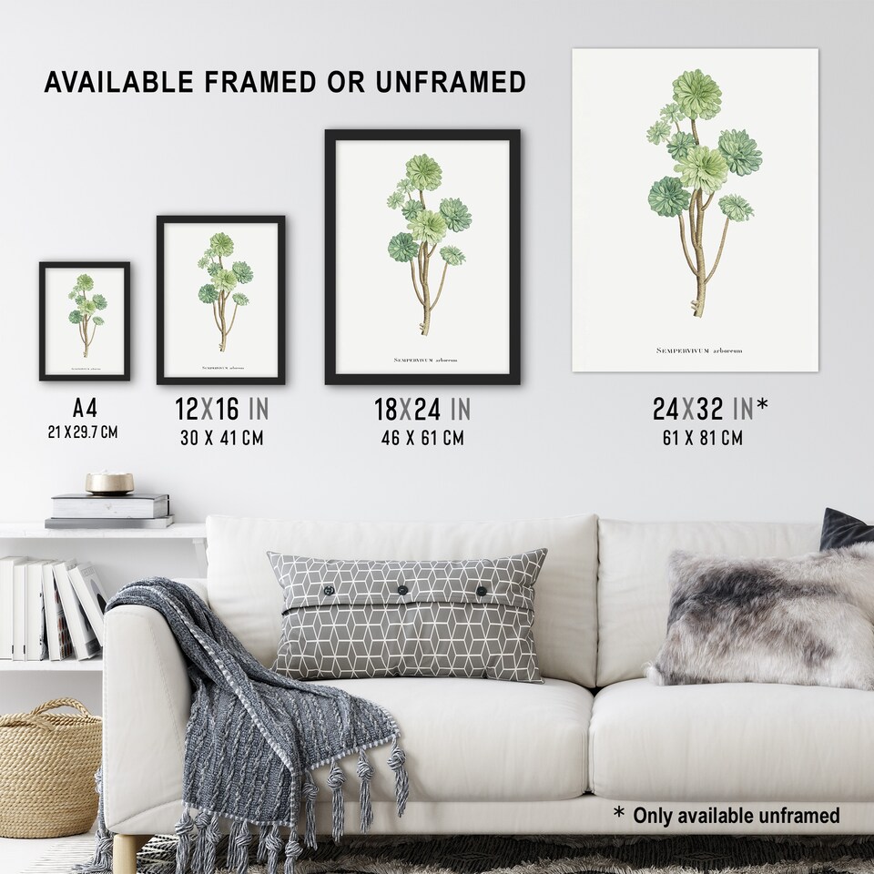 Tree Houseleek Succulent Redoute Vintage Huge Wall Art Print 18X24 In ...