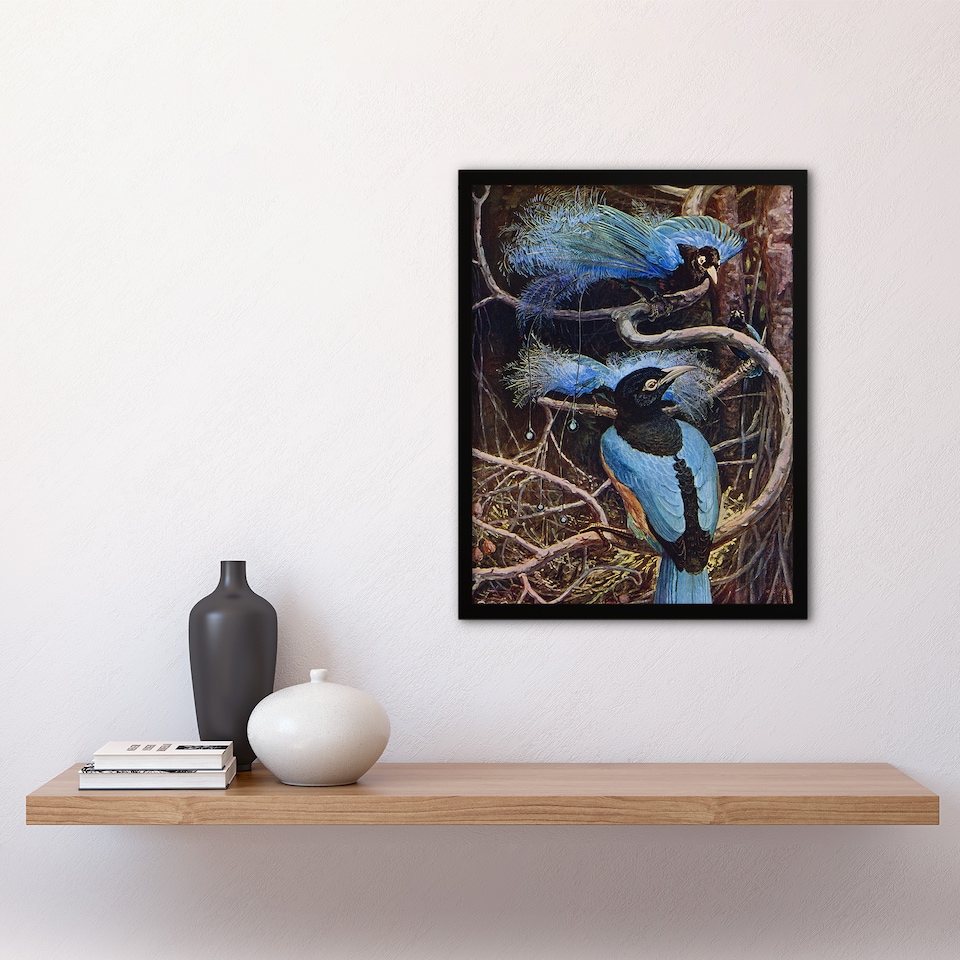 Blue Bird of Paradise Sir Henry Johnston Vintage Framed Wall Art Print ...